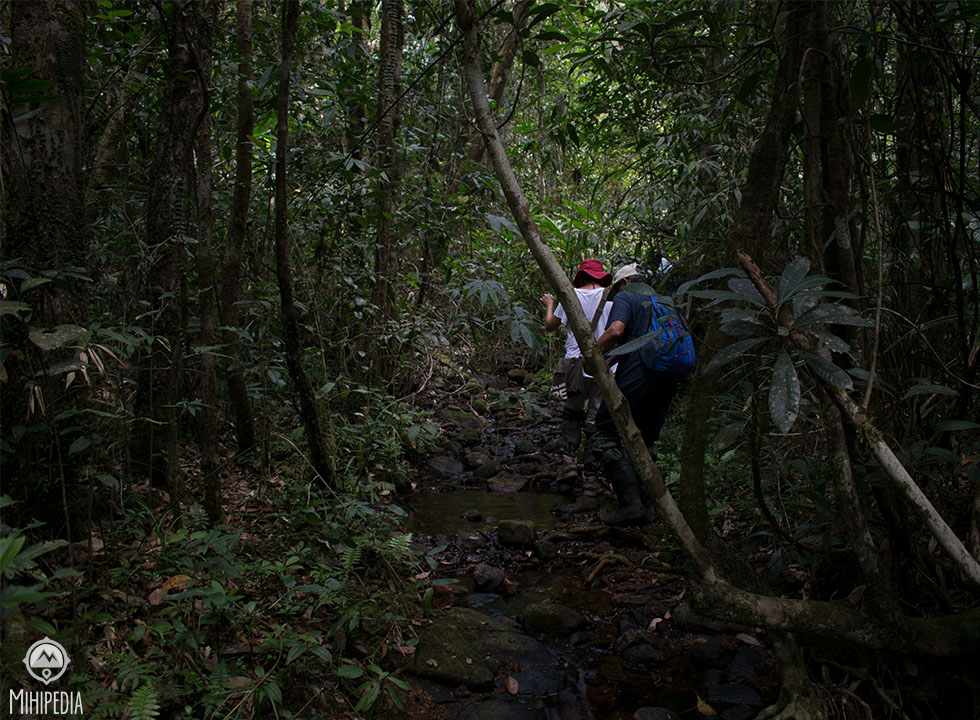 Morningside of Sinharaja Rainforest. Suriyakanda Sri Lanka – Mihipedia.lk