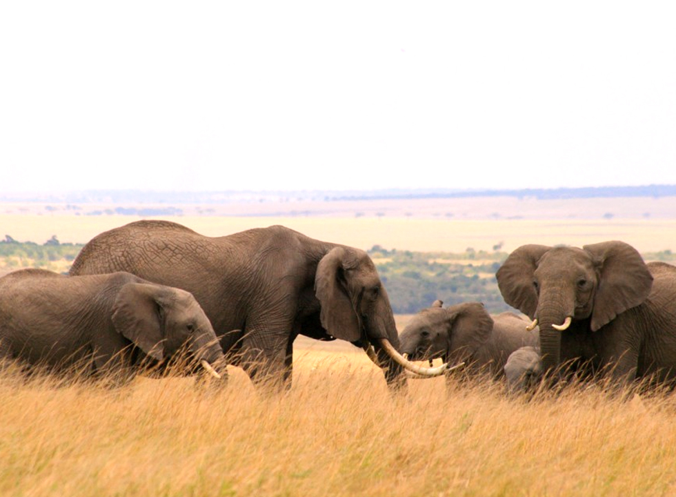 The Magic of the Mara. Kenya Africa – Mihipedia.lk
