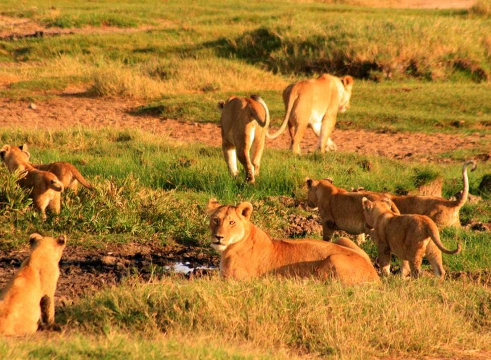The Magic of the Mara. Kenya Africa – Mihipedia.lk