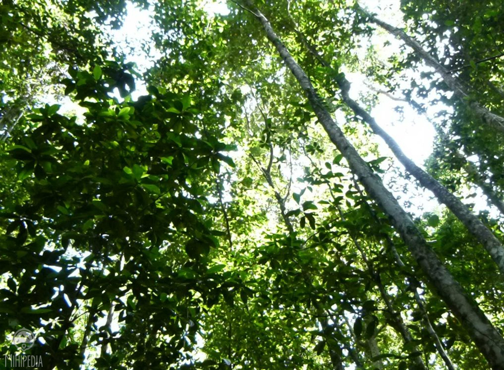 A Forest Trek. Horagolla Sri Lanka – Mihipedia.lk