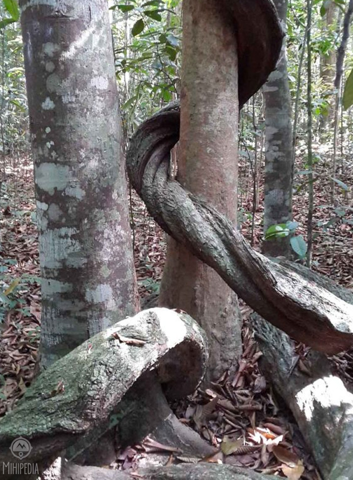A Forest Trek. Horagolla Sri Lanka – Mihipedia.lk