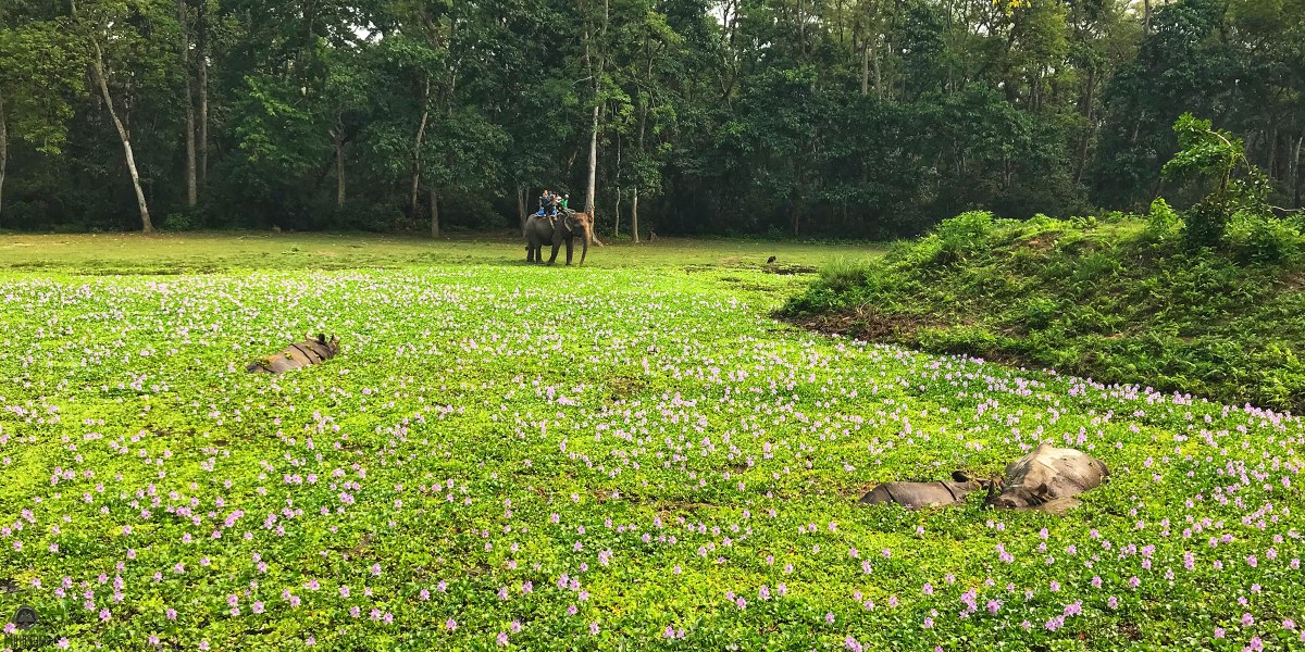 Chasing Tigers. Chitwan National Park Nepal – Mihipedia.lk