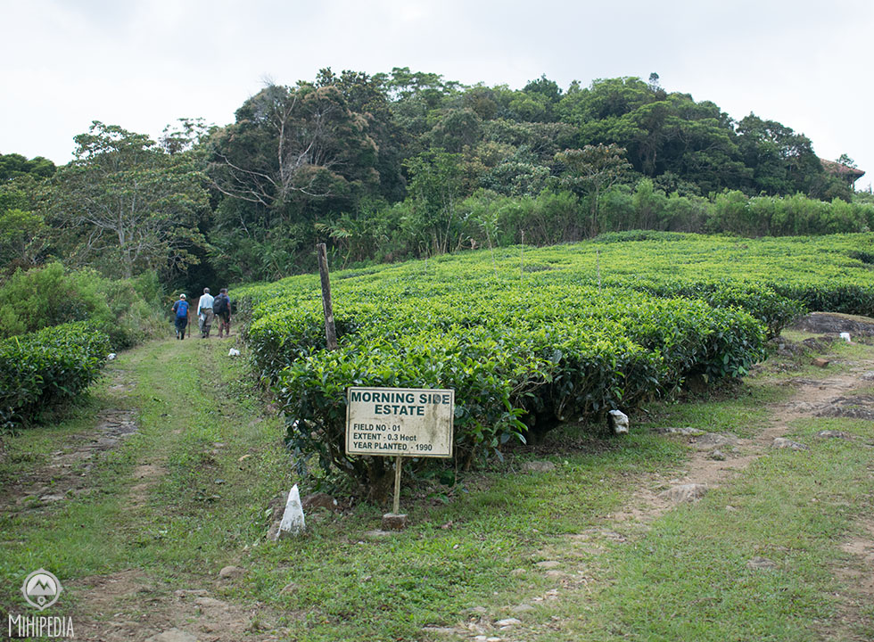 Morningside of Sinharaja Rainforest. Suriyakanda Sri Lanka – Mihipedia.lk