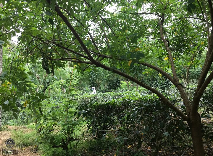 Virgin White Teas. Handunugoda Estate. Galle Sri Lanka – Mihipedia.lk