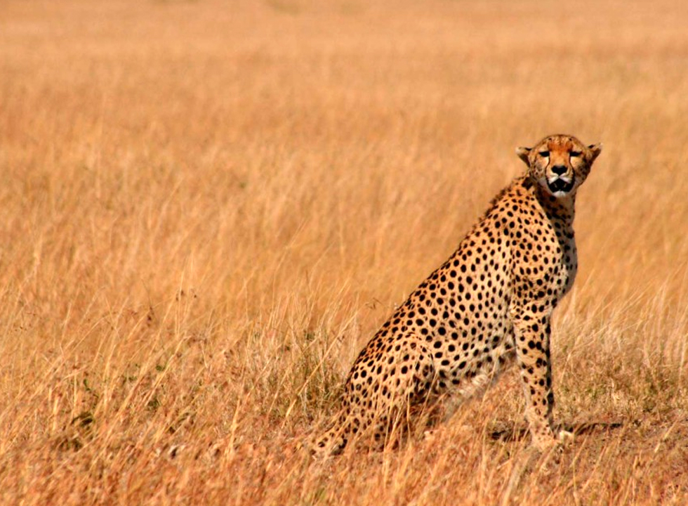 The Magic of the Mara. Kenya Africa – Mihipedia.lk