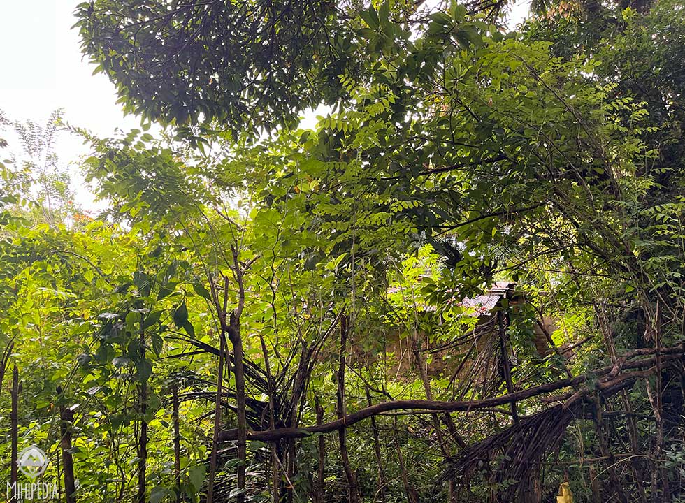 Trekking to Asia’s Smallest Village. Walpolamulla Sri Lanka – Mihipedia.lk