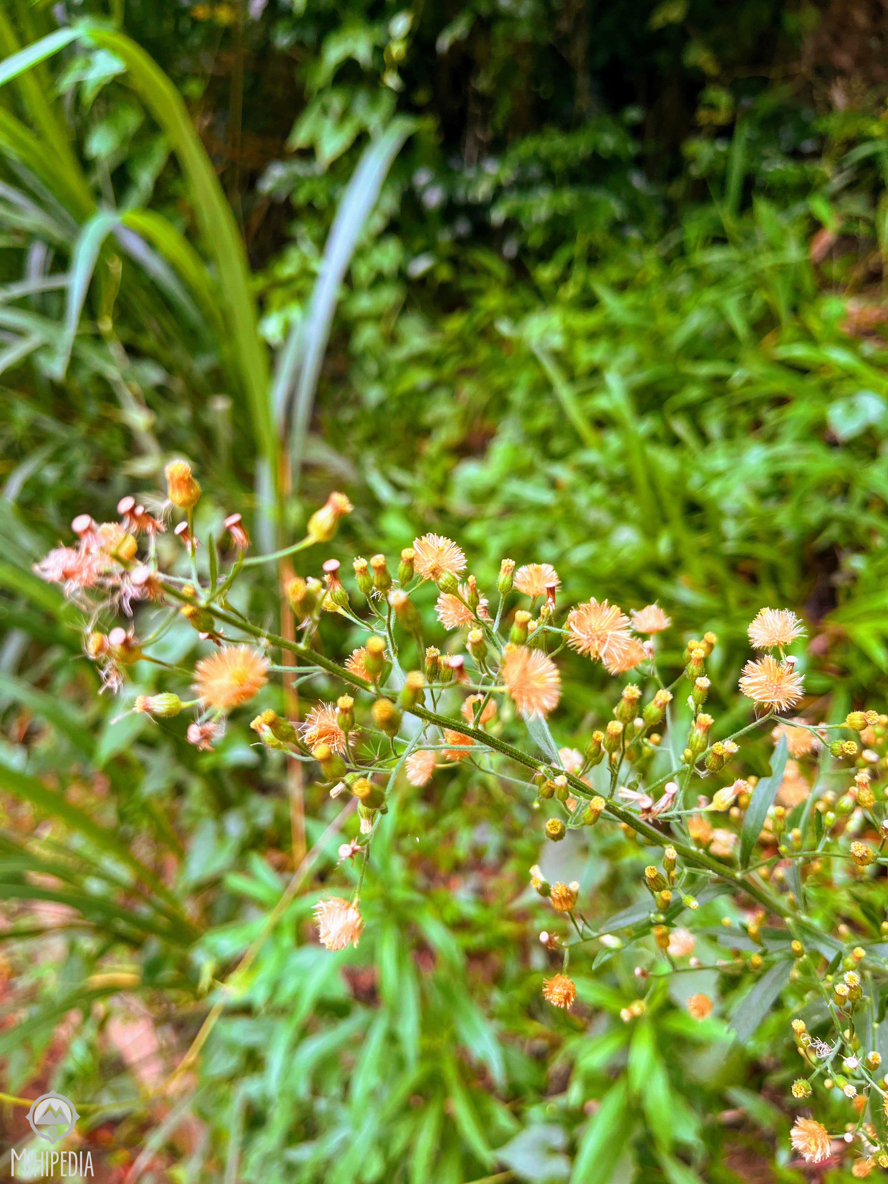 Exploring Dunumadalawa. Kandy Sri Lanka – Mihipedia.lk