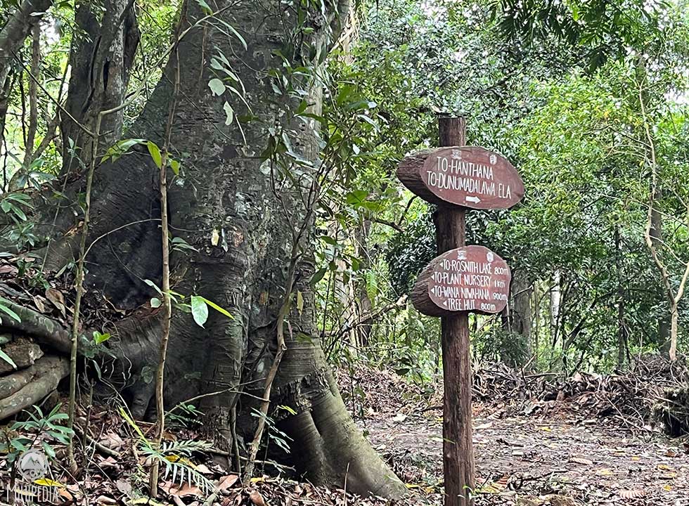 Exploring Dunumadalawa. Kandy Sri Lanka – Mihipedia.lk